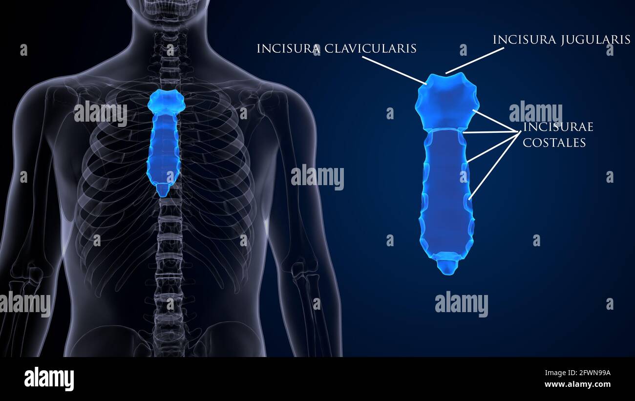 Human muscle chart hi-res stock photography and images - Alamy