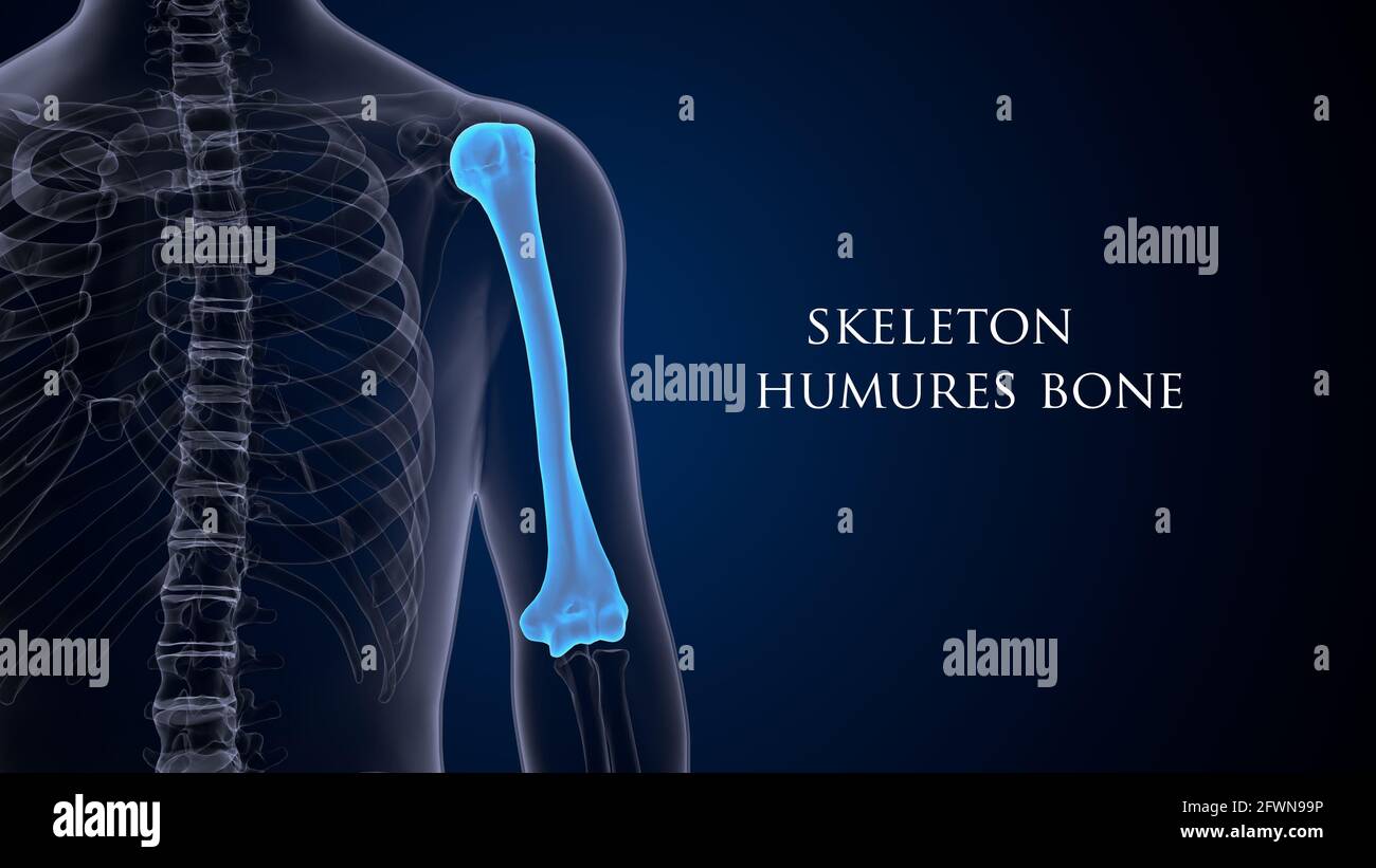 male human skeleton anatomy. 3d illustration Stock Photo - Alamy