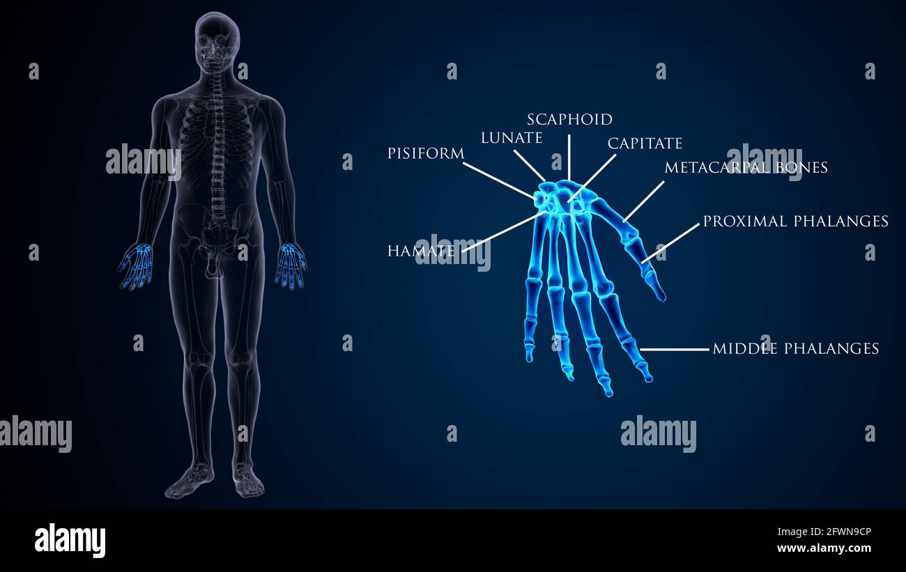 male human skeleton anatomy. 3d illustration Stock Photo - Alamy
