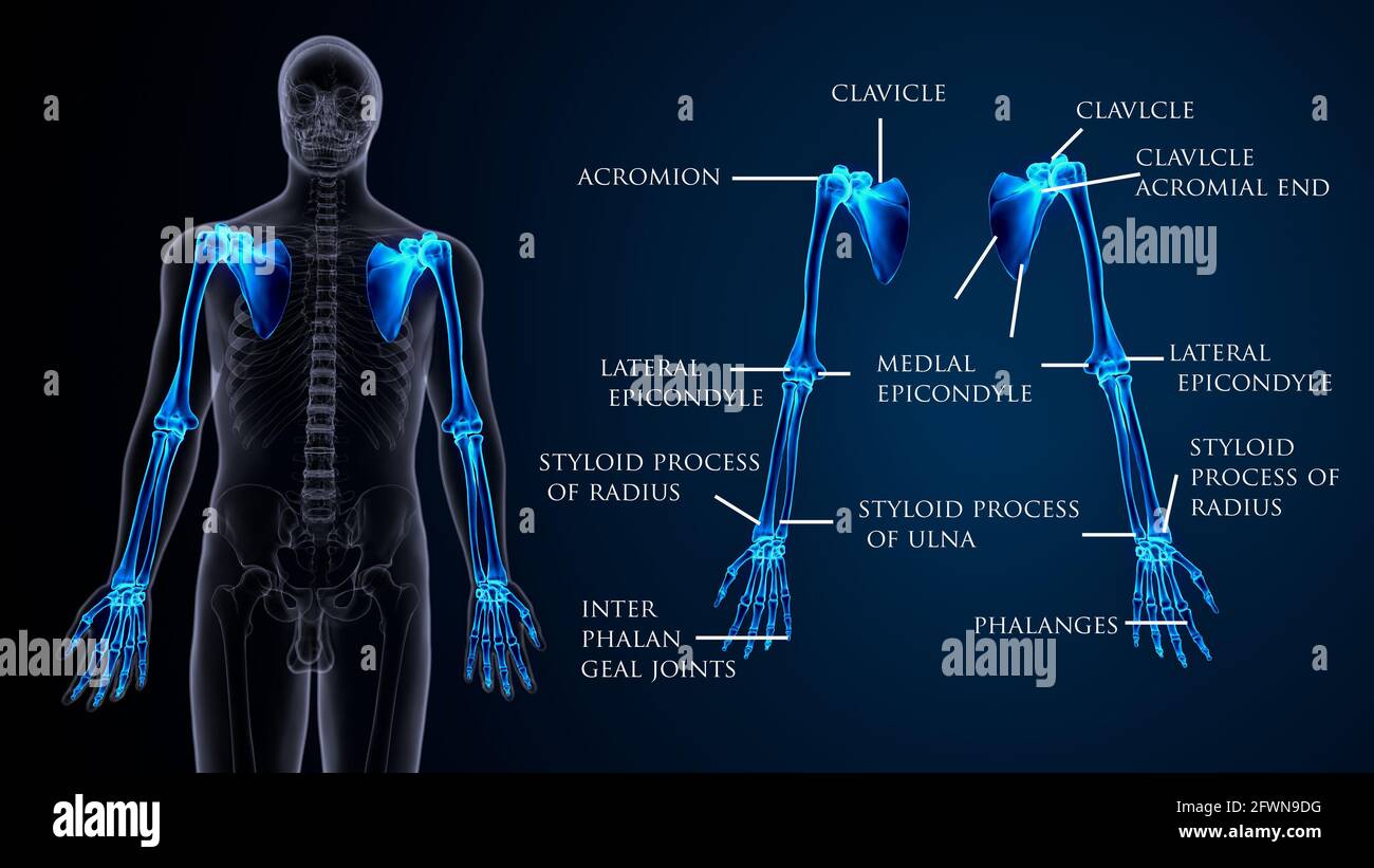 male human skeleton anatomy. 3d illustration Stock Photo - Alamy