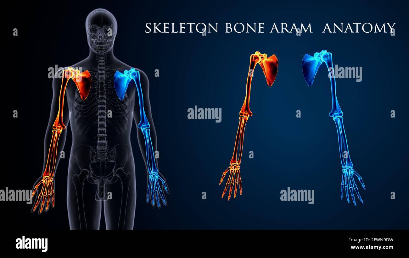 male human skeleton anatomy. 3d illustration Stock Photo - Alamy