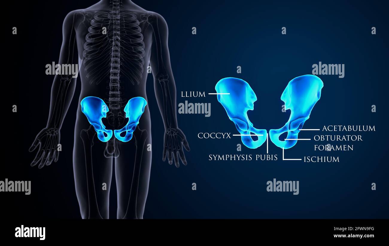 male human skeleton anatomy. 3d illustration Stock Photo - Alamy