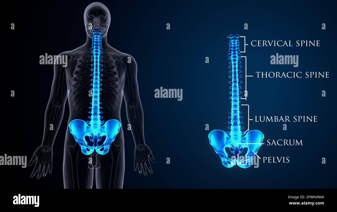 male human skeleton anatomy. 3d illustration Stock Photo - Alamy