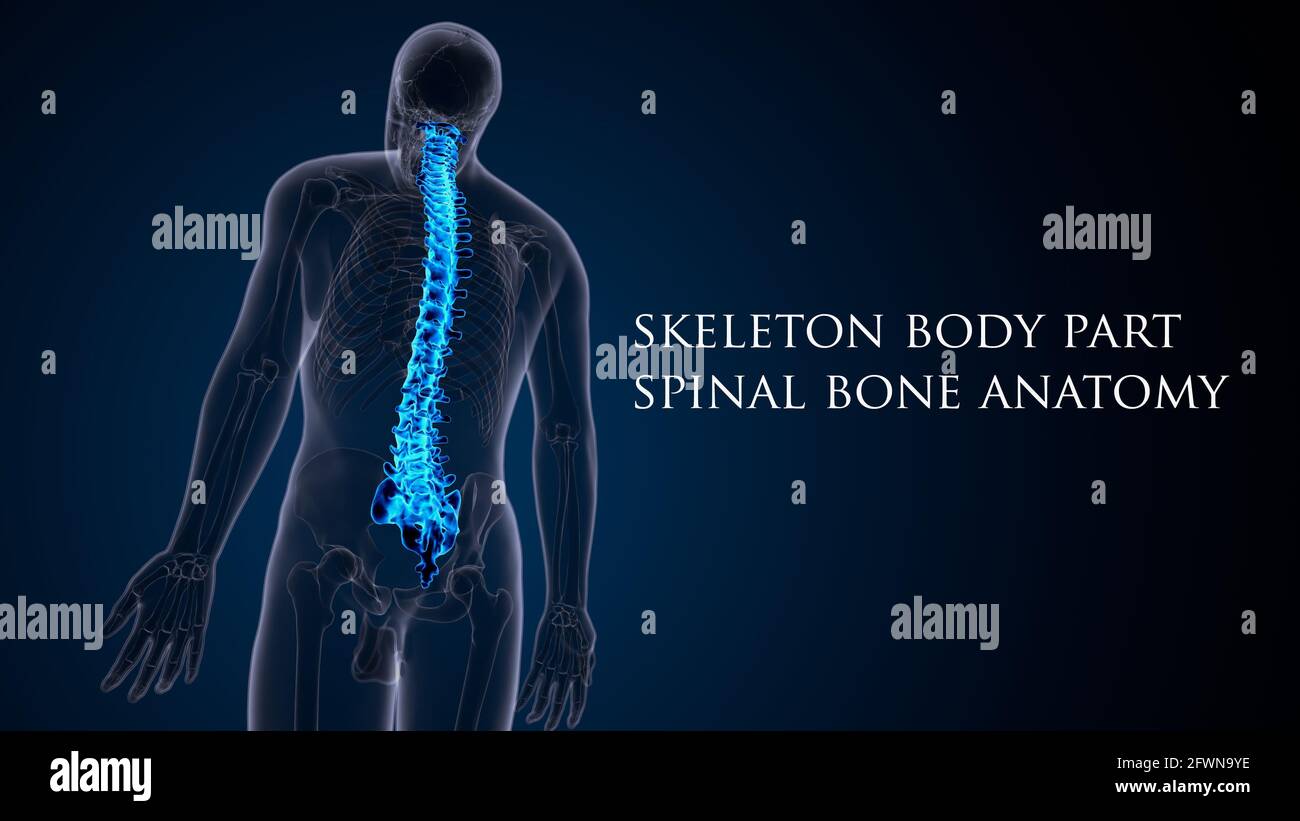 male human skeleton anatomy. 3d illustration Stock Photo - Alamy