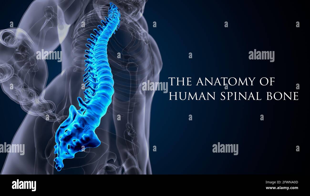 male human skeleton anatomy. 3d illustration Stock Photo - Alamy