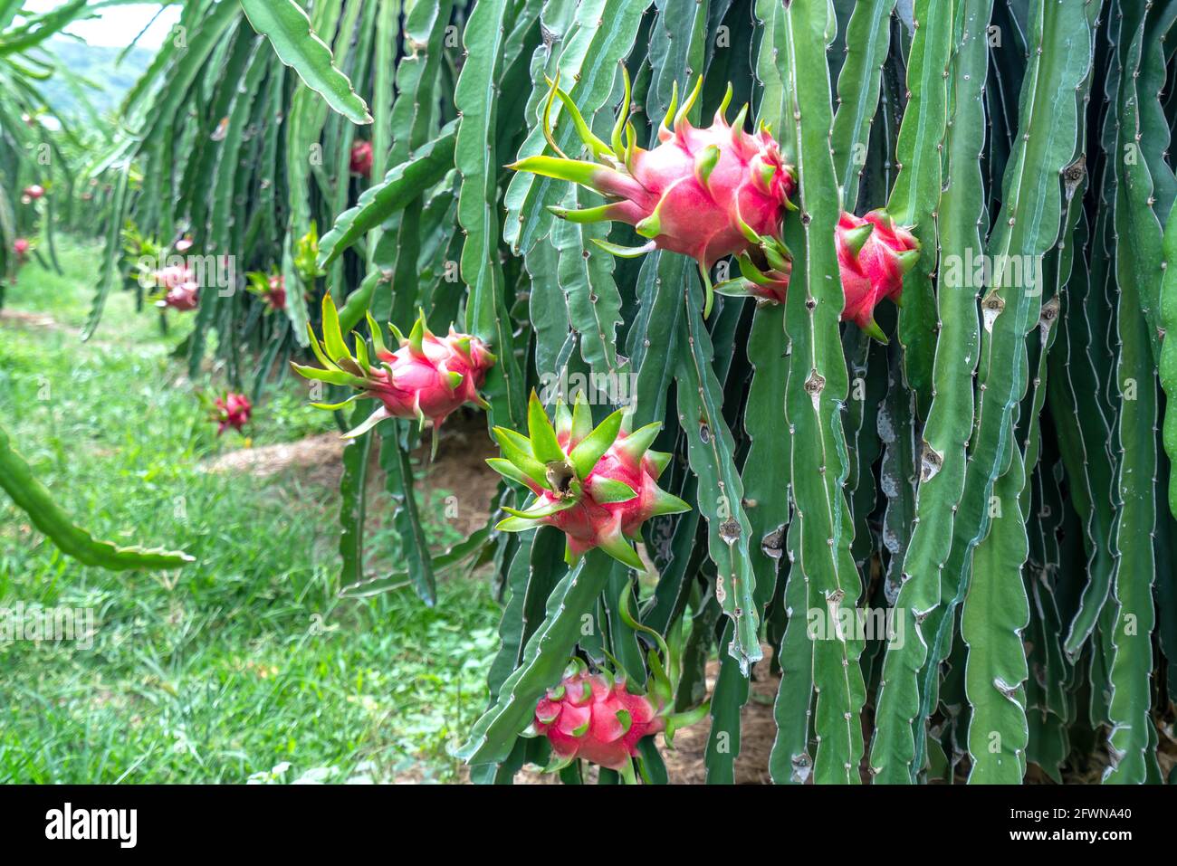 Dragon fruit tree with ripe red fruit on the tree for harvest. This is ...