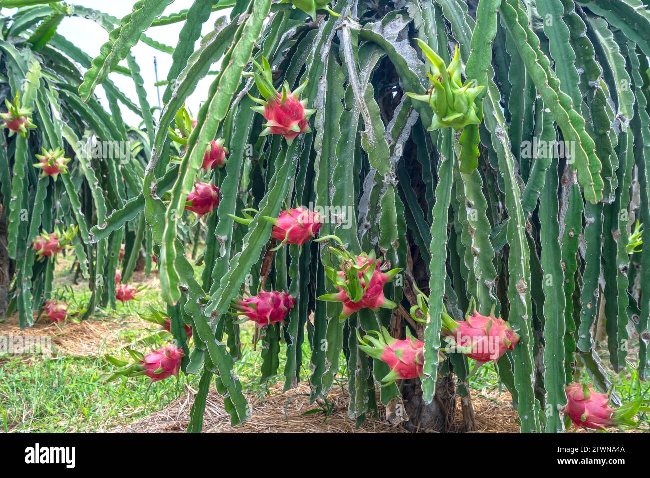 Dragon fruit tree with ripe red fruit on the tree for harvest. This is ...