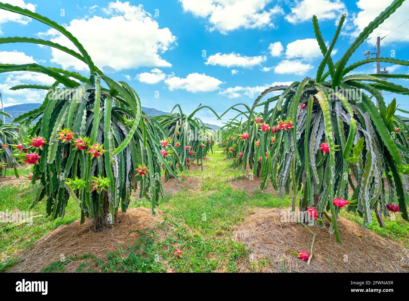 Dragon fruit tree with ripe red fruit on the tree for harvest. This is ...