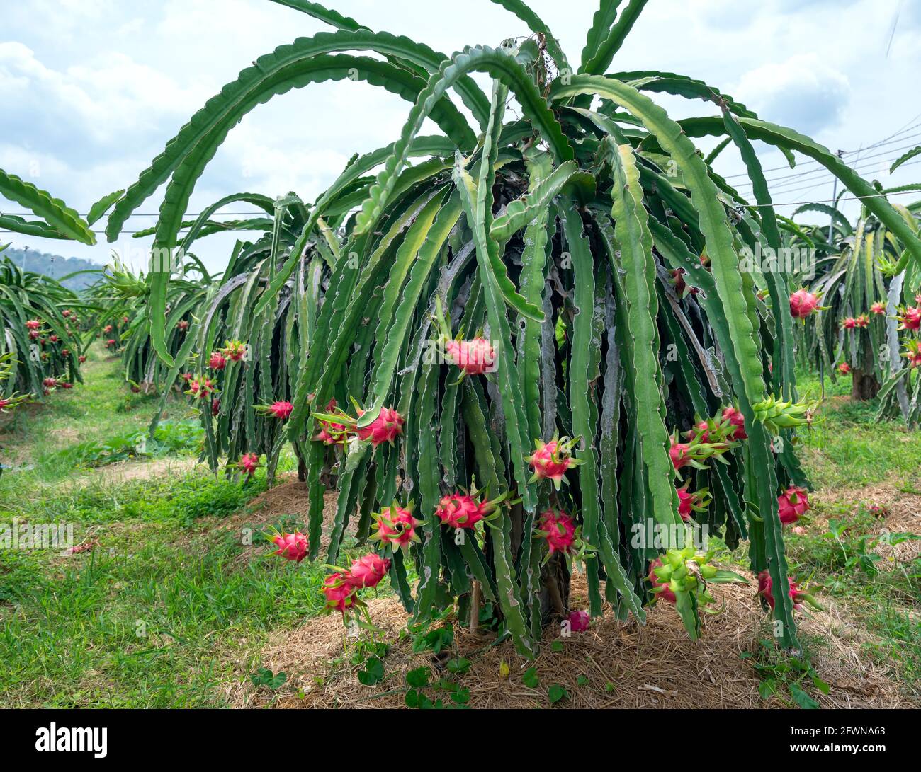 Dragon fruit tree with ripe red fruit on the tree for harvest. This is ...