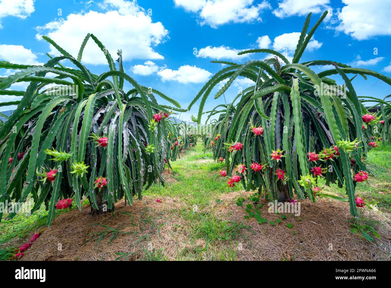 Pitaya Fruit Tree