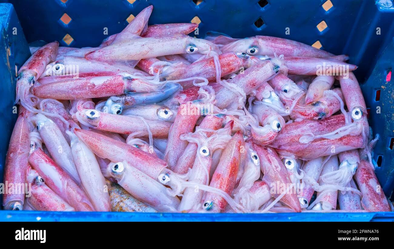 Fresh cuttlefish are caught in the fish market. This fish species live ...