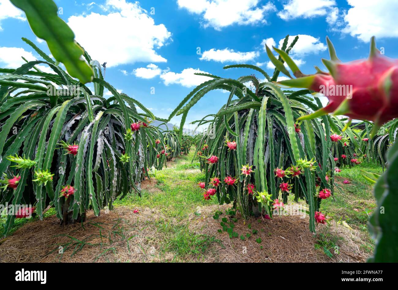 Dragon fruit tree with ripe red fruit on the tree for harvest. This is ...