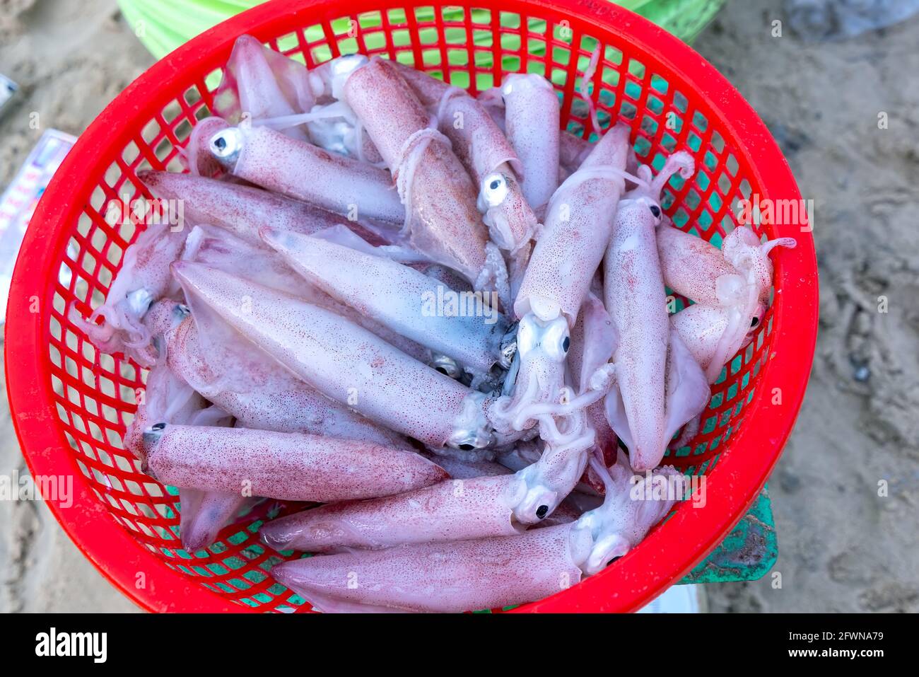 Fresh cuttlefish are caught in the fish market. This fish species live ...