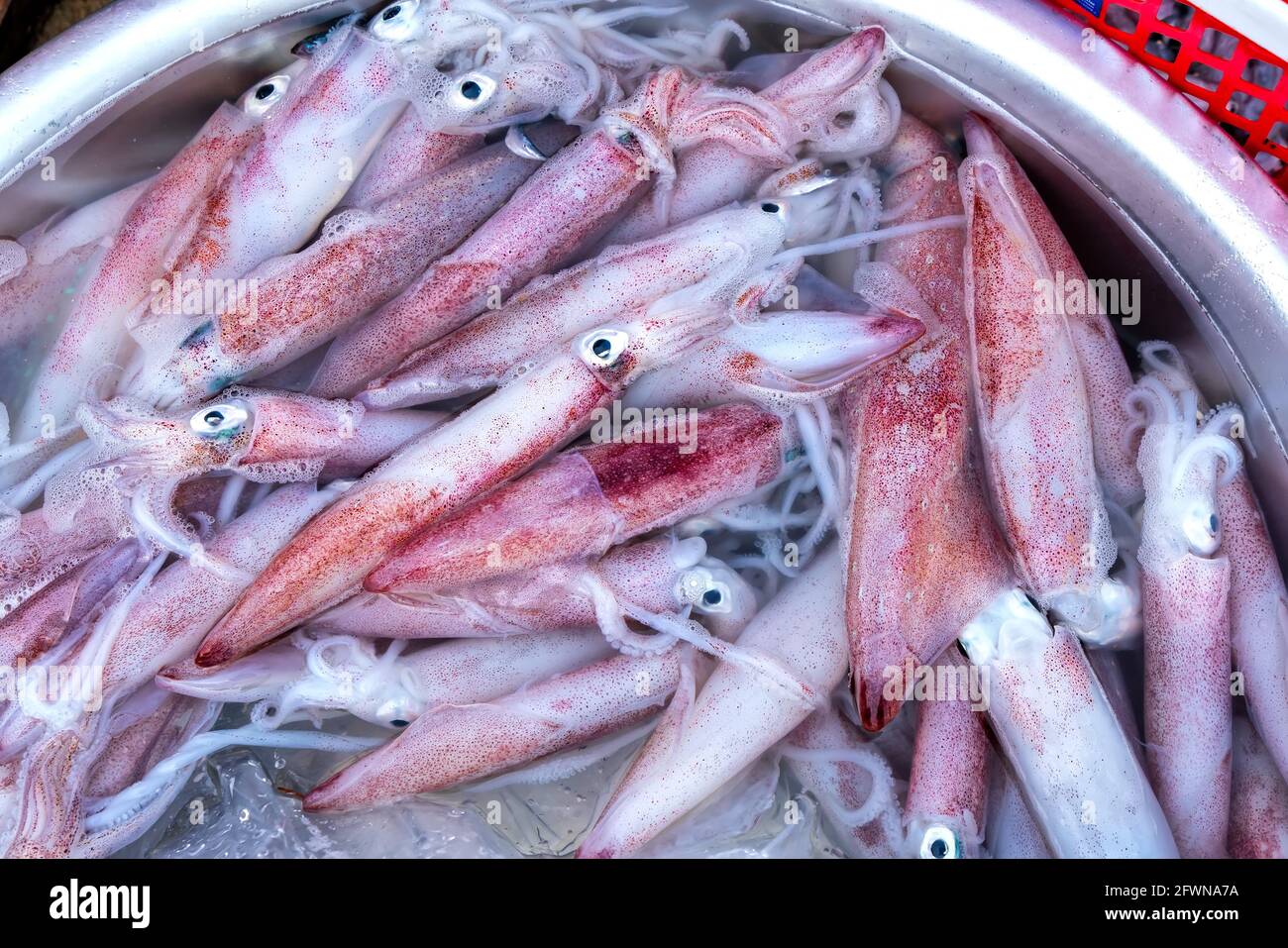 Fresh cuttlefish are caught in the fish market. This fish species live ...