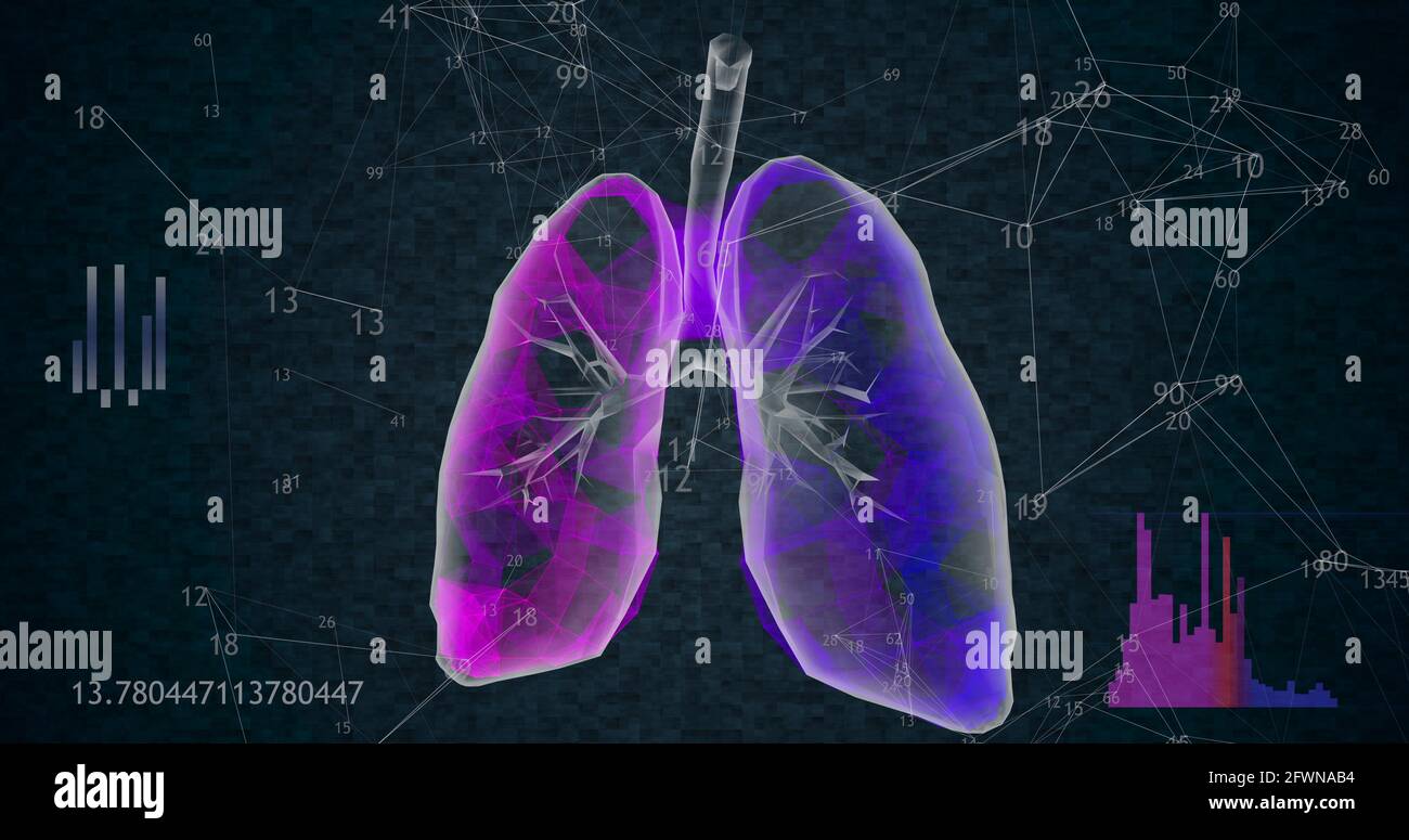 Rotating 360 low polygonal lungs 3D model on black background with ...