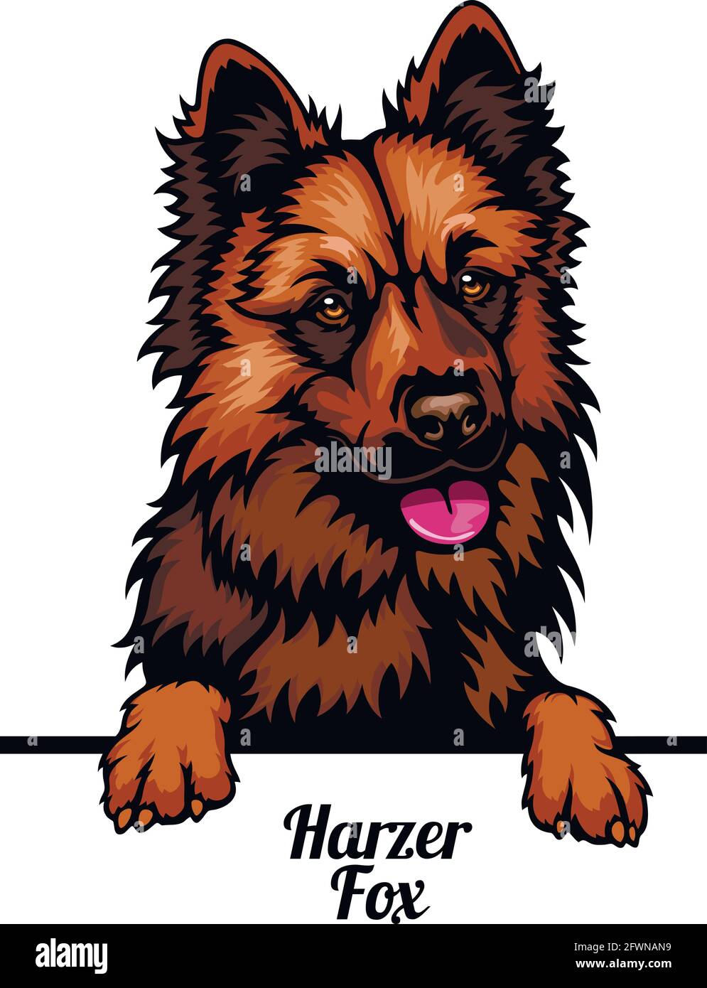 Harzer Fox - dog breed. Color image of a dogs head isolated on a white ...