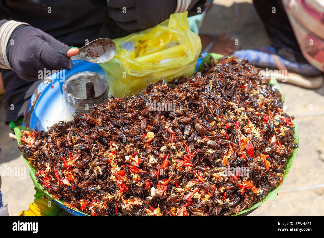 Vietnam delicacy insects Stock Photo - Alamy