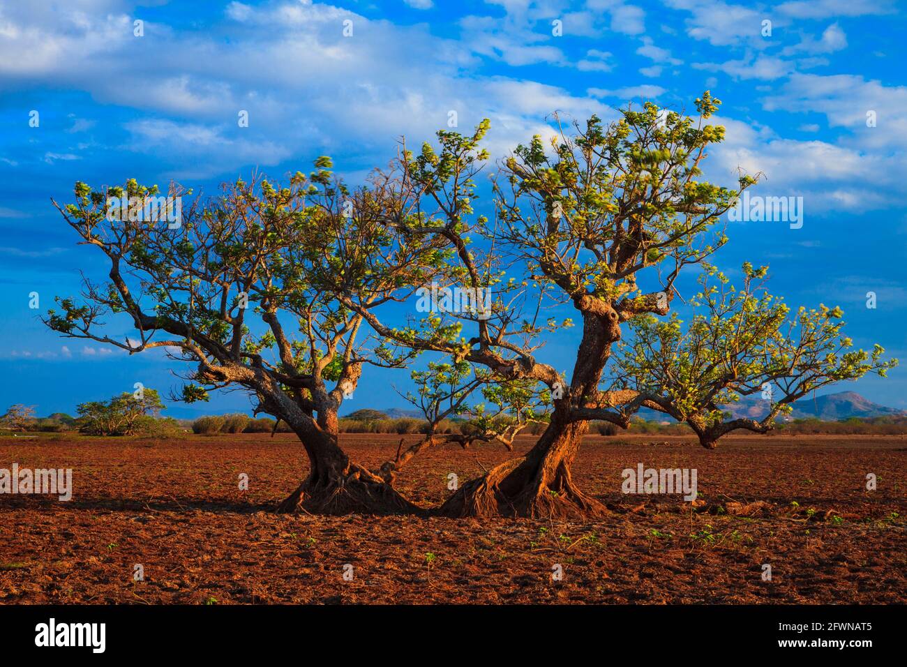 Two beautiful trees in the dry wetlands of Refugio de vida Silvestre ...