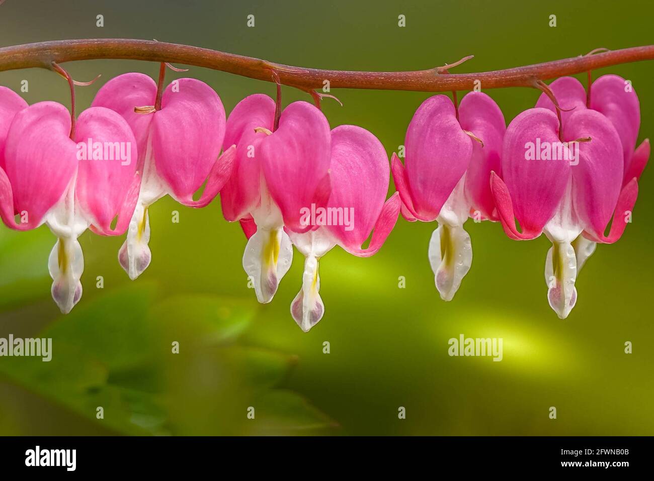 Closeup of Bleeding Hearts Flowers in glowing afternoon sunlight Stock ...