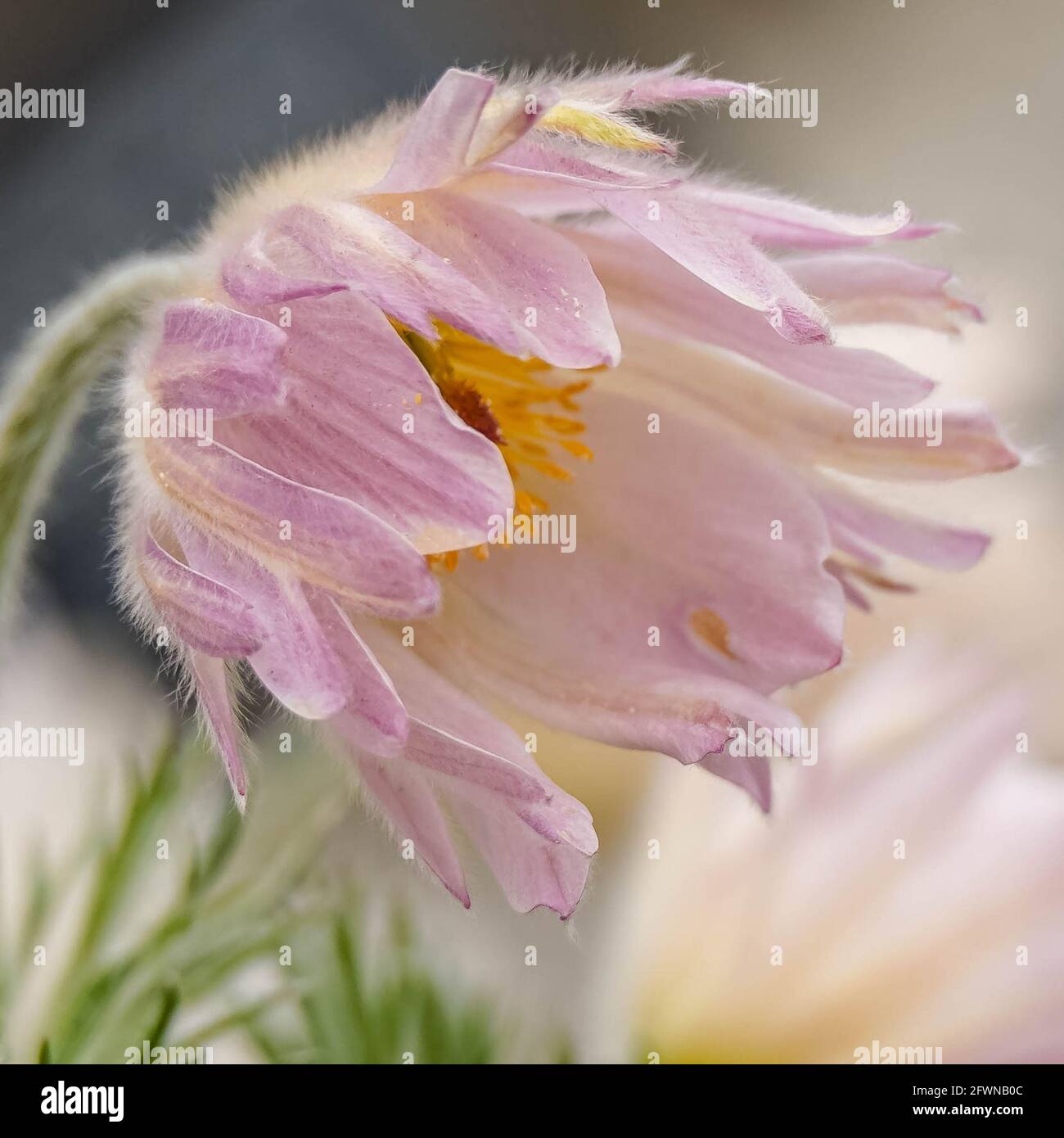 Yellow pasque flower hi-res stock photography and images - Alamy