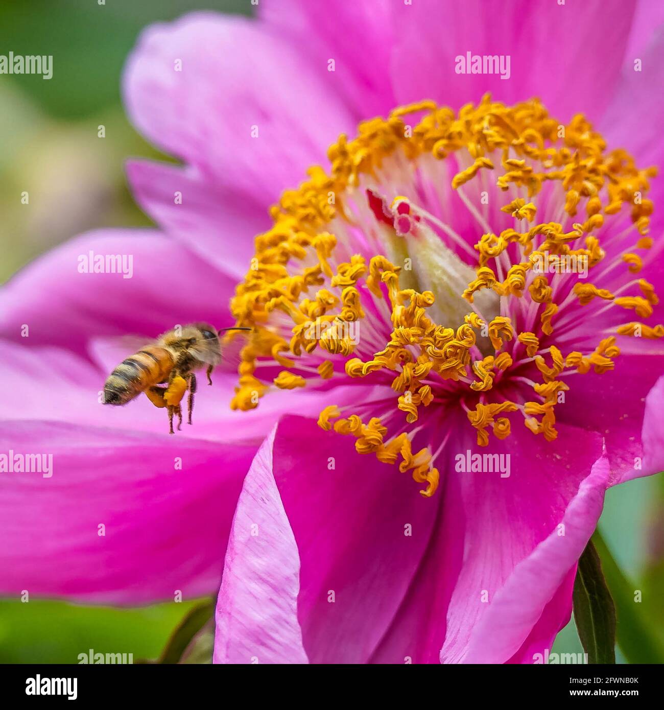 Bee Over Pink Peony Stock Photo - Alamy