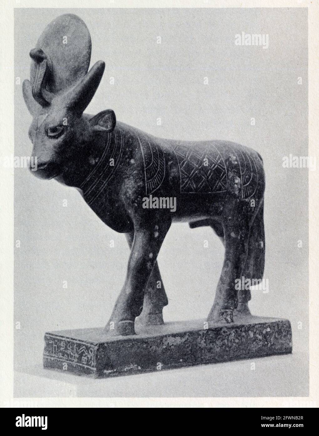 Apis bull hi-res stock photography and images - Alamy