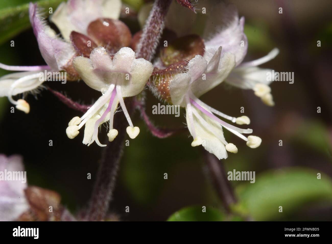 Macro view of Ocimum kilimandscharicum, also known as camphor basil ...