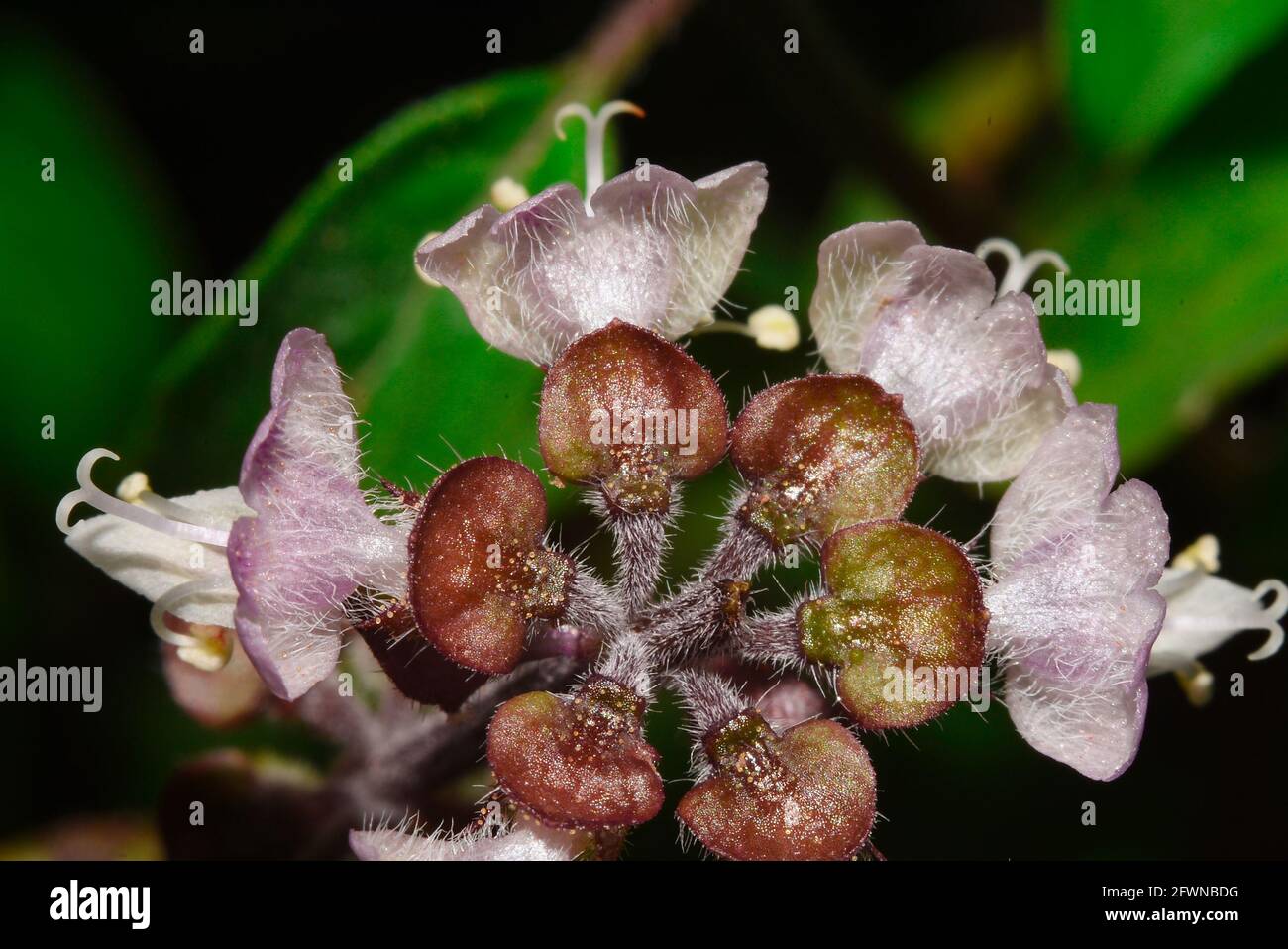 Macro view of Ocimum kilimandscharicum, also known as camphor basil ...