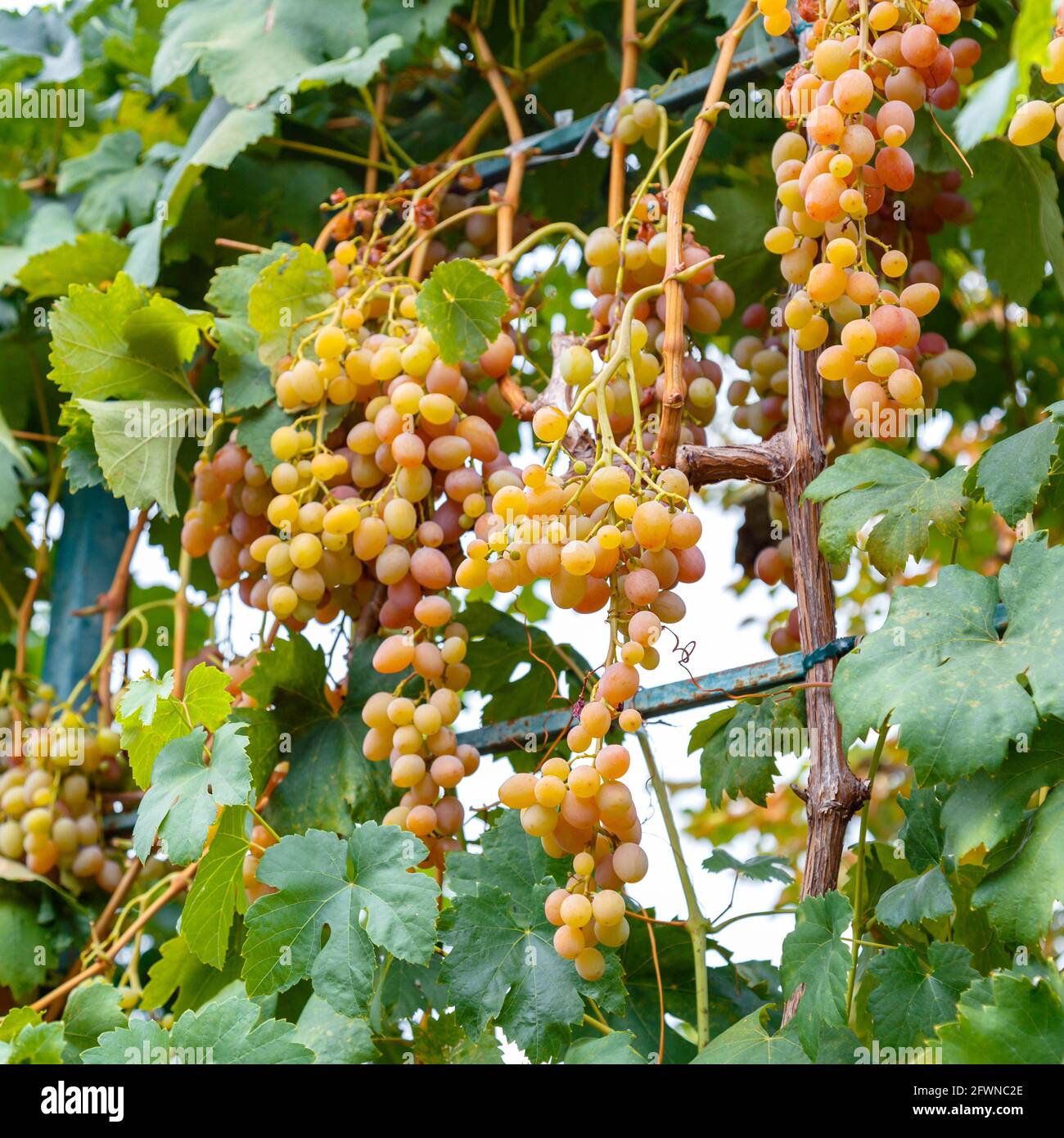 Muscat grape hi-res stock photography and images - Alamy