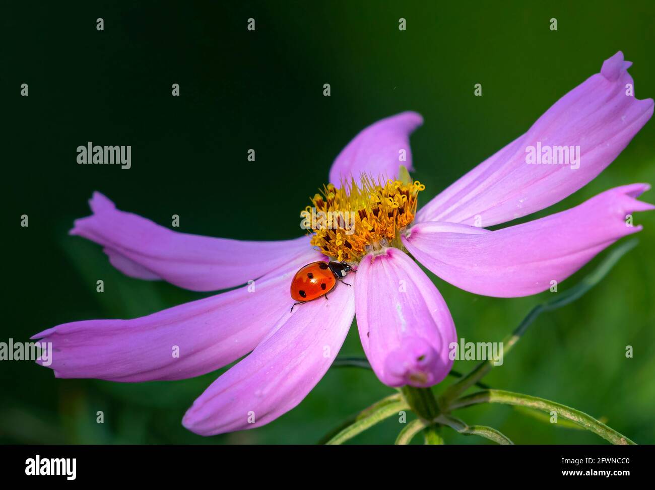 Cosmos is a genus, with the same common name of cosmos, consisting of ...