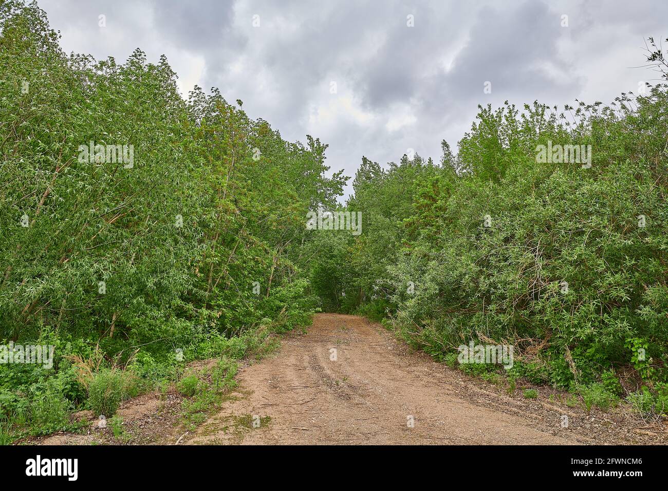 cloudy sky sandy road in green forest Stock Photo - Alamy
