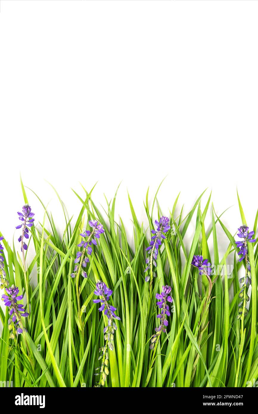 Border made with green grass and purple flowers on white background ...