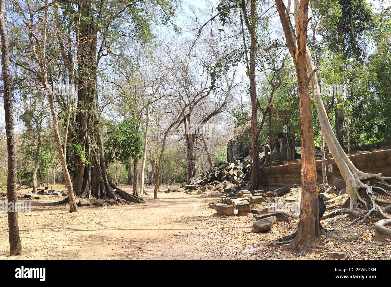Giant trees on ruin of Koh Ker complex, Cambodia, Indochina. UNESCO ...