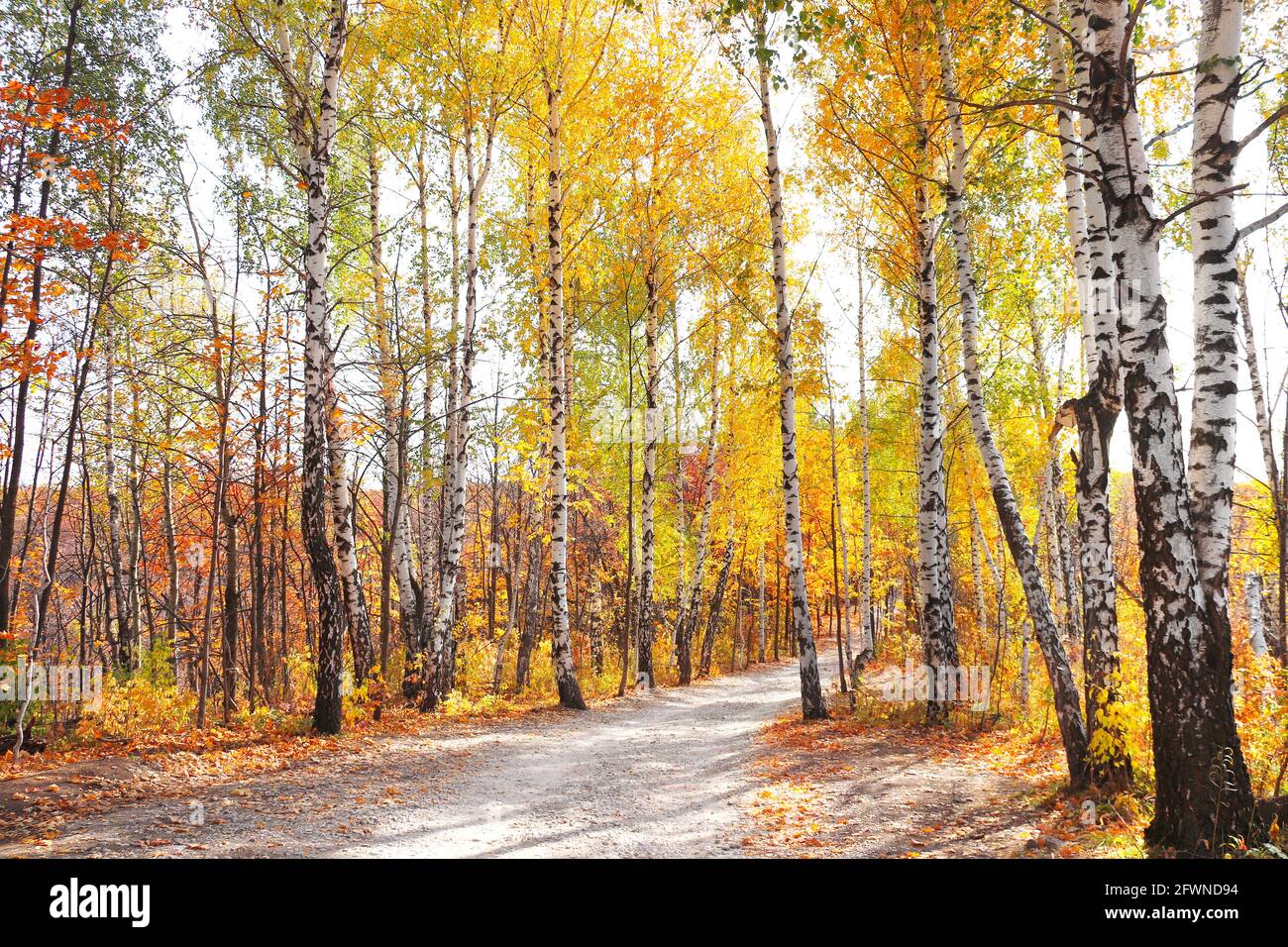 Calm fall season. Beautiful landscape with road in autumn forest ...