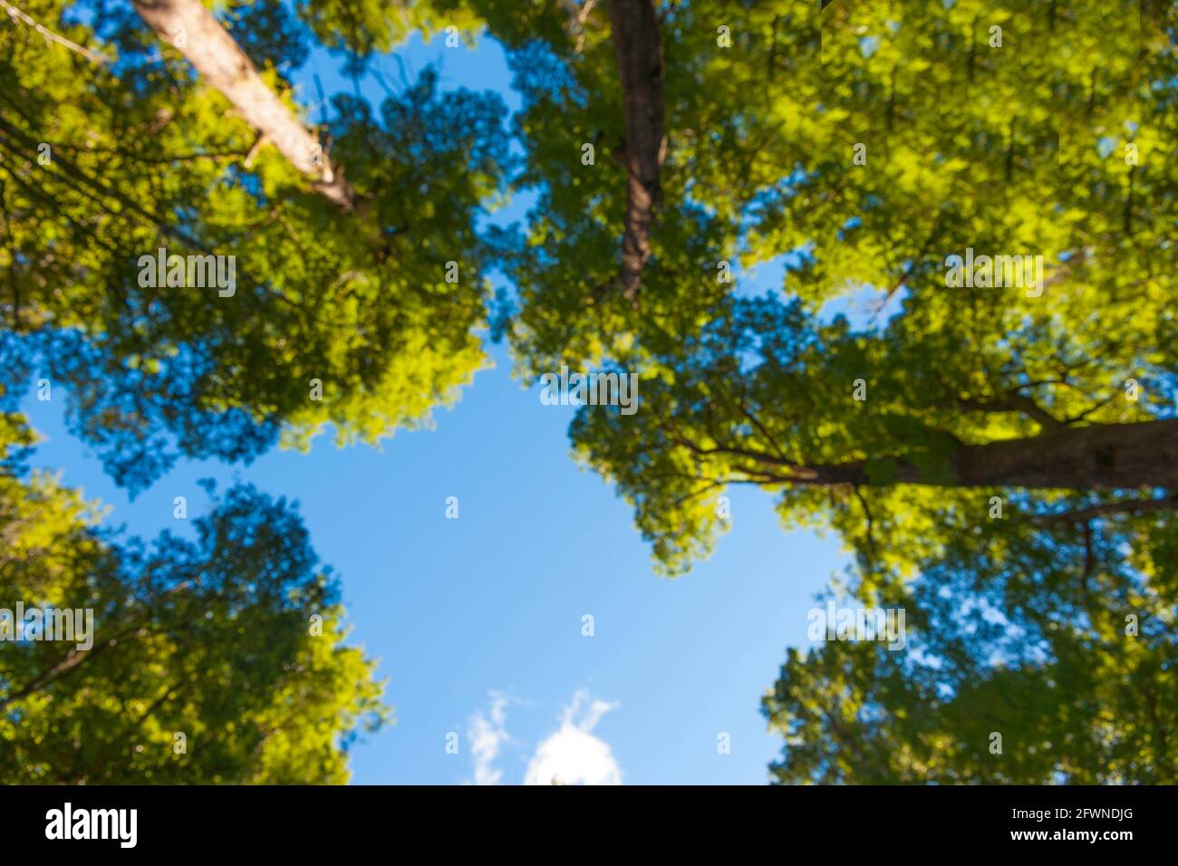 View up through blurred abstract foliage and tree trunks to forest ...