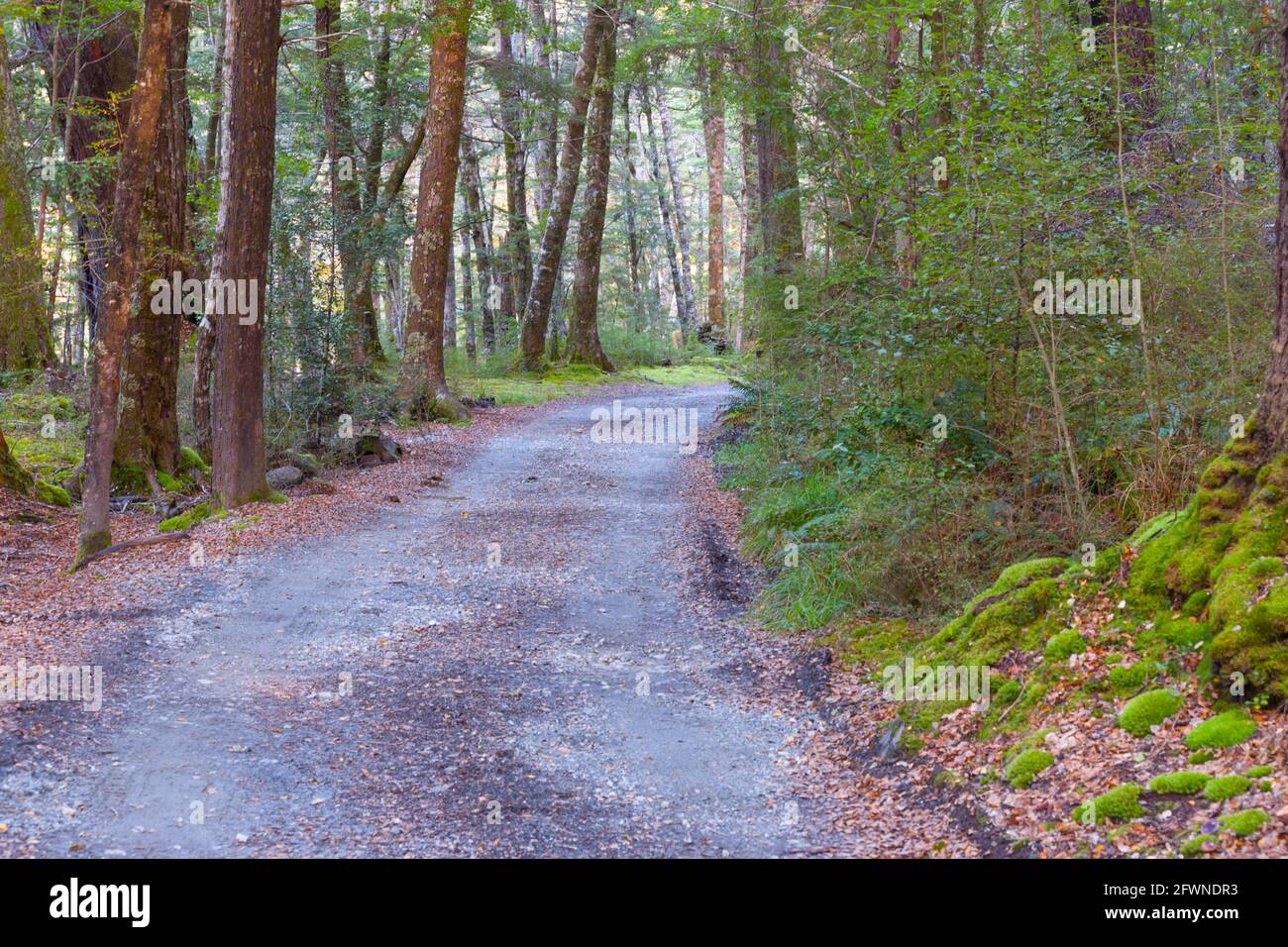 Path leading through forest as sun rises and lights up trees, foliage ...