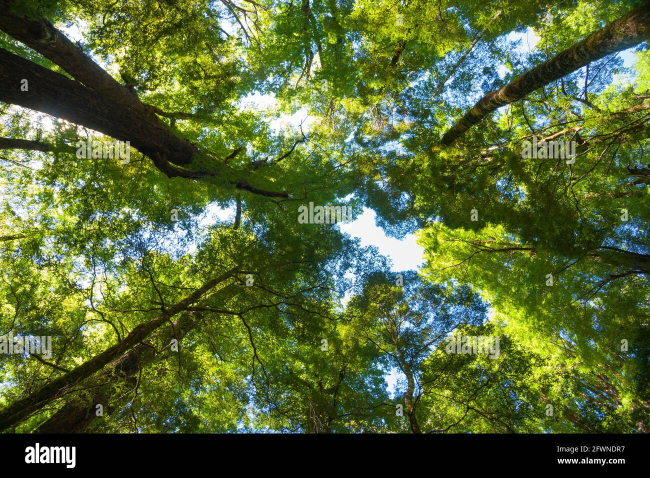 View up through foliage and tree trunks to forest canopy to blue sky ...