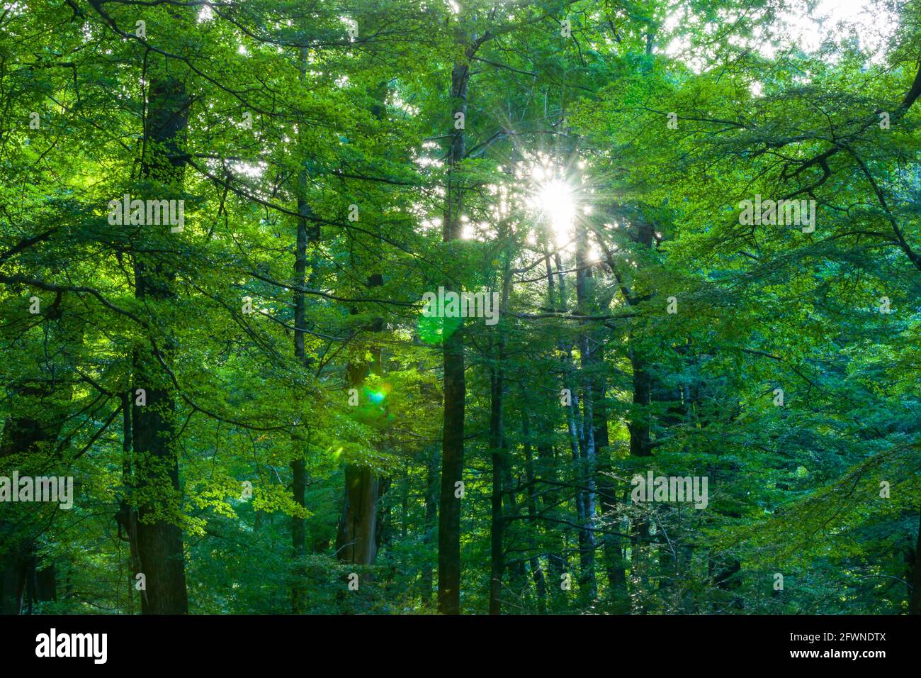 In forest as sun rises creates lens flare lighting up trees, foliage ...