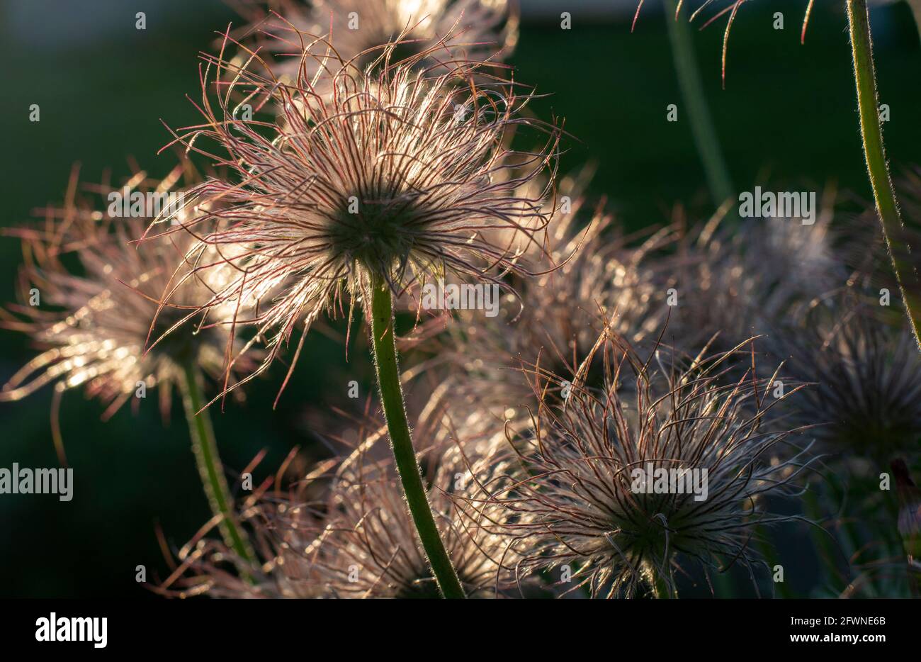 Closeup of feathery seeds of the Pasque flower (Pulsatilla vulgaris ...