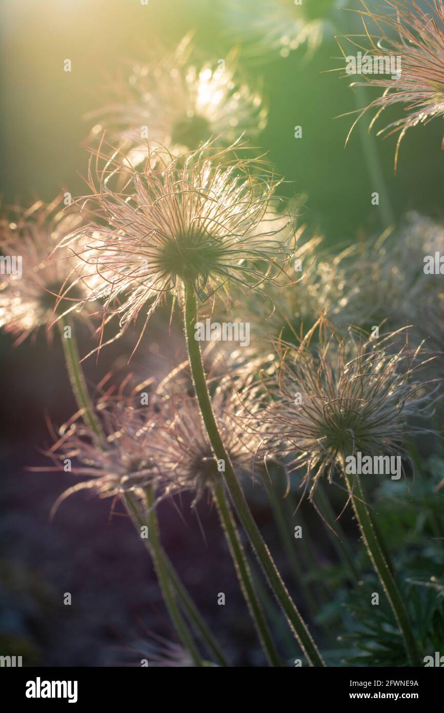 Closeup of feathery seeds of the Pasque flower (Pulsatilla vulgaris ...