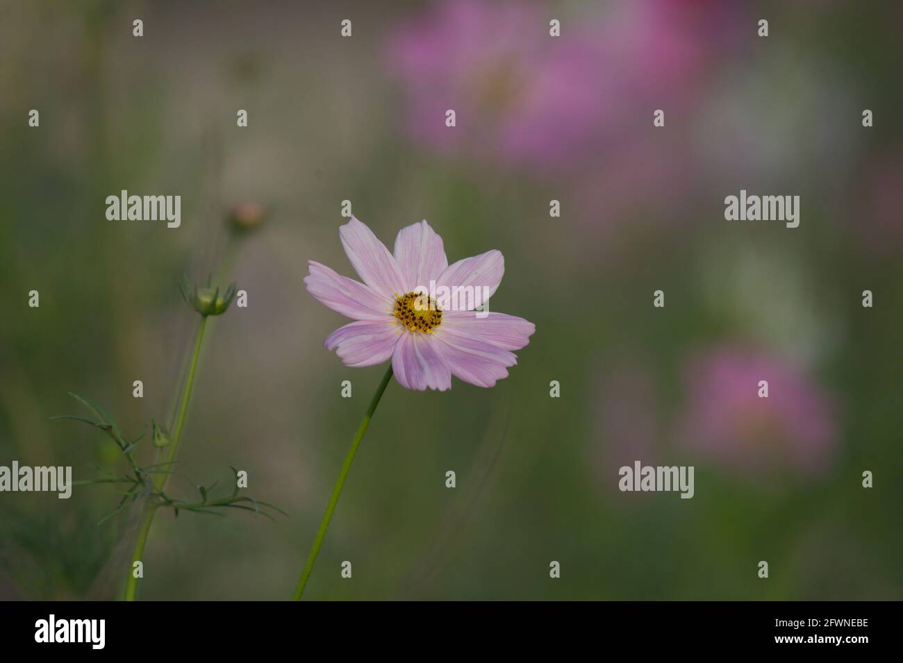 Cosmos is a genus, with the same common name of cosmos, consisting of ...