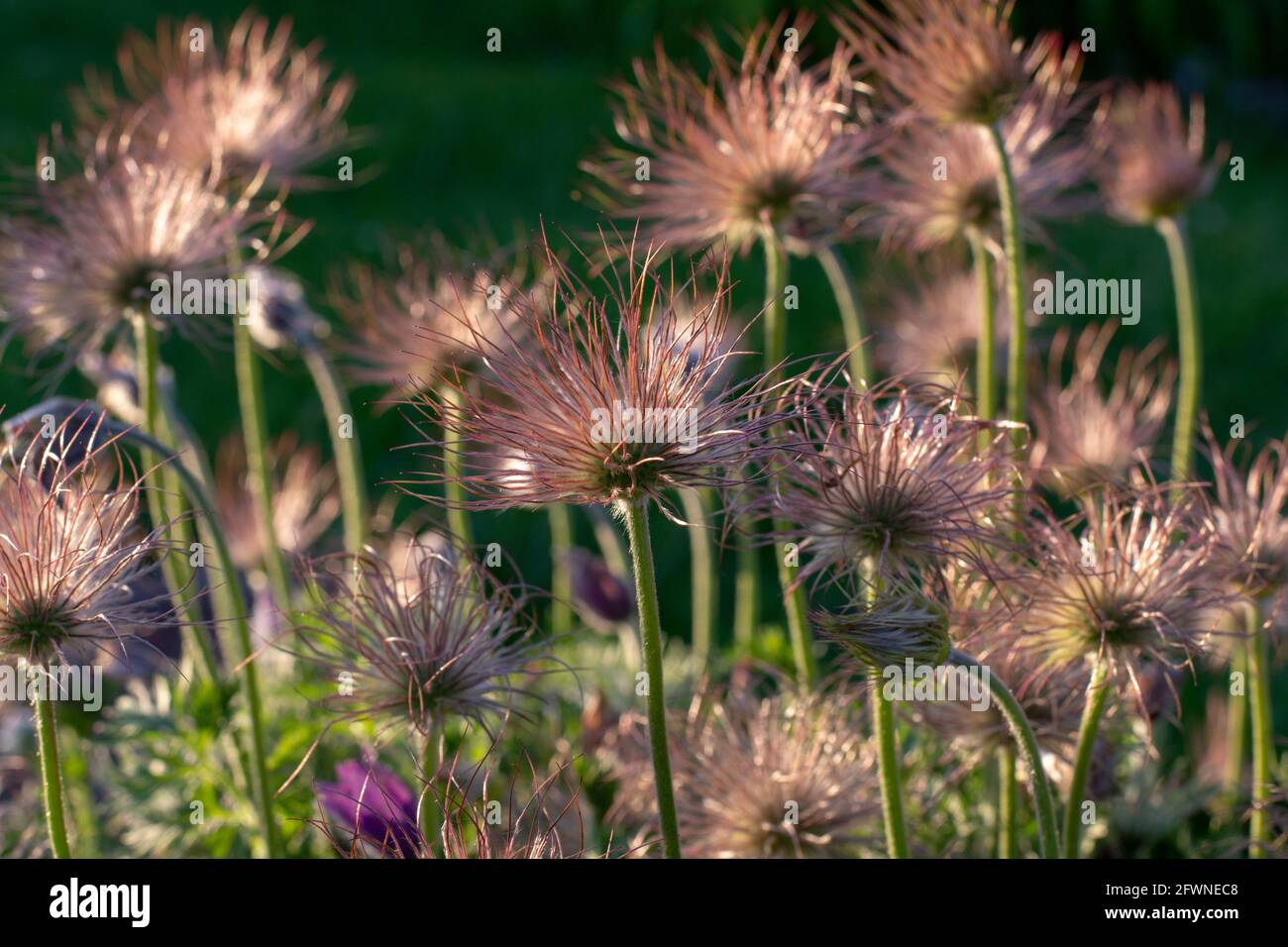 Pasque flower seed heads hi-res stock photography and images - Alamy