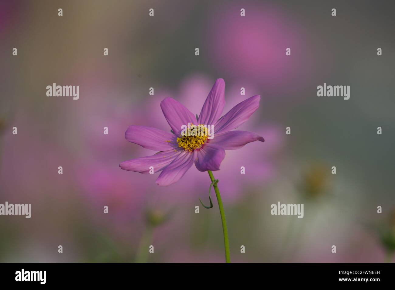 Cosmos is a genus, with the same common name of cosmos, consisting of ...