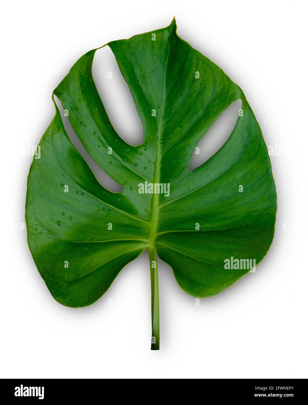 Monstera wall art Cut Out Stock Images & Pictures - Alamy