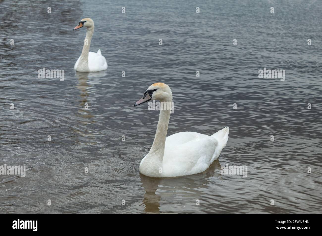 White swans swim in the reservoir of the reserve. Swans with orange ...