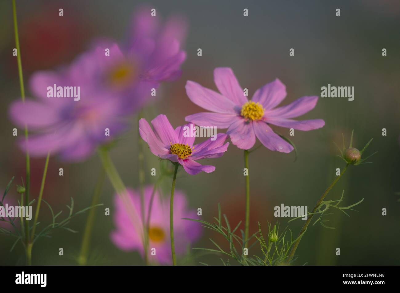 Cosmos is a genus, with the same common name of cosmos, consisting of ...