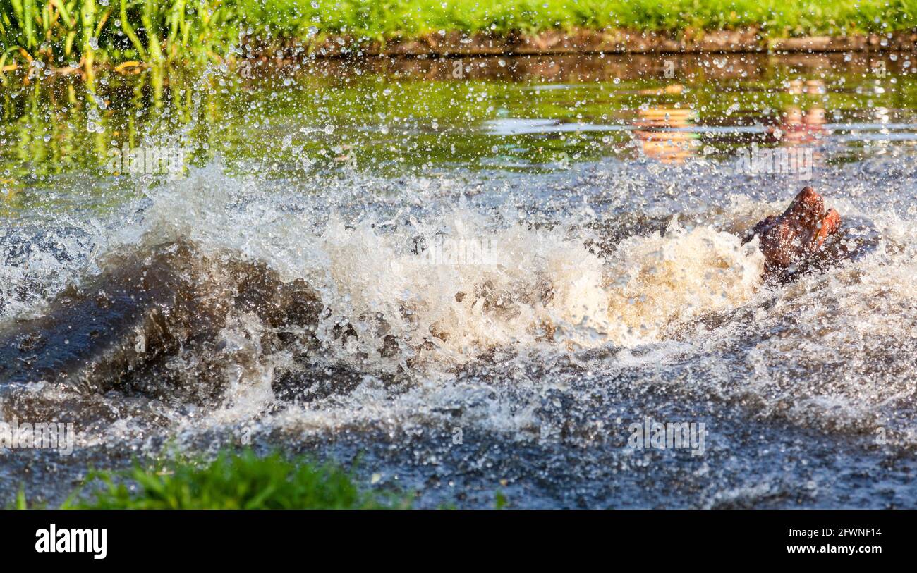 Summer splash animal hi-res stock photography and images - Alamy