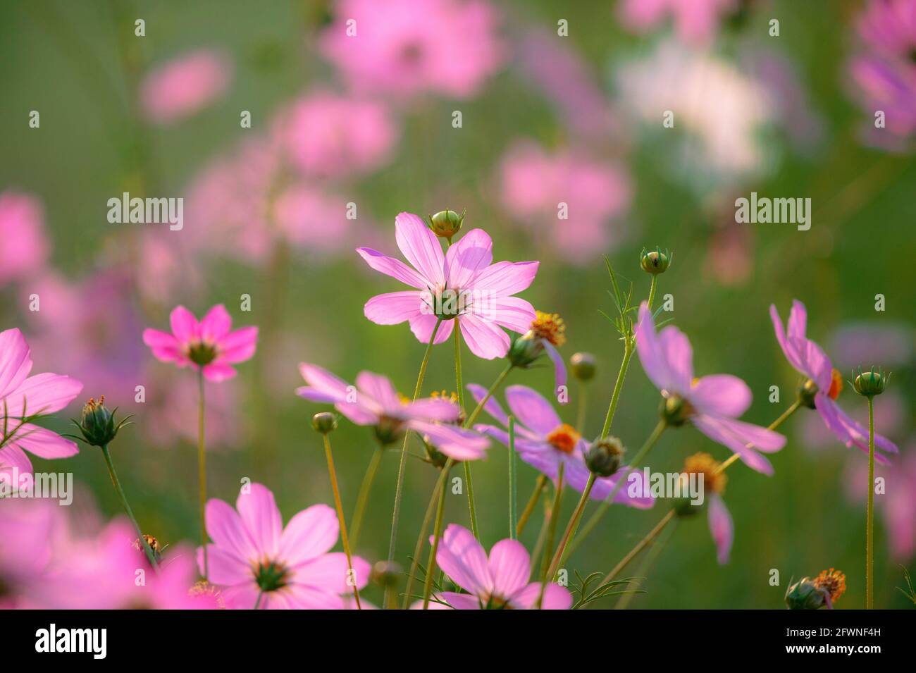 Cosmos is a genus, with the same common name of cosmos, consisting of ...