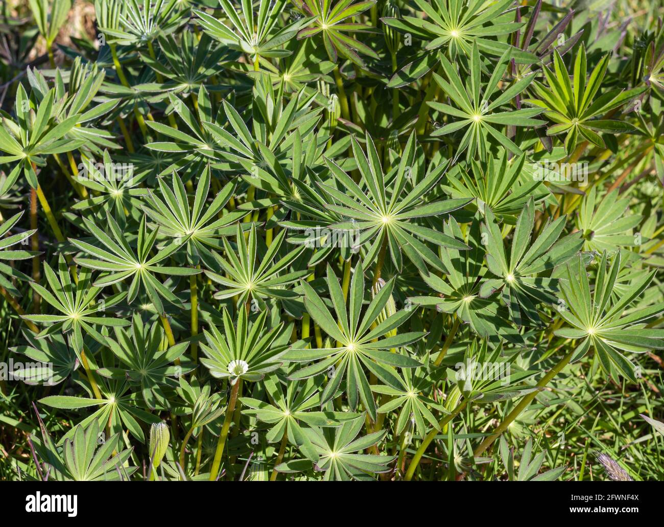 Lupin leaves hi-res stock photography and images - Alamy