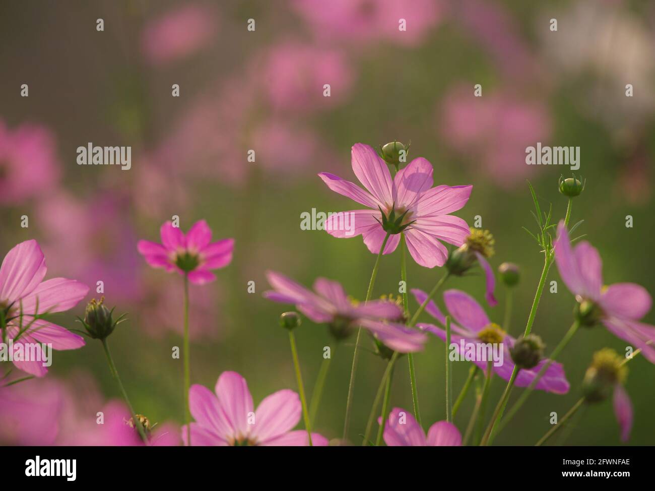Cosmos is a genus, with the same common name of cosmos, consisting of ...